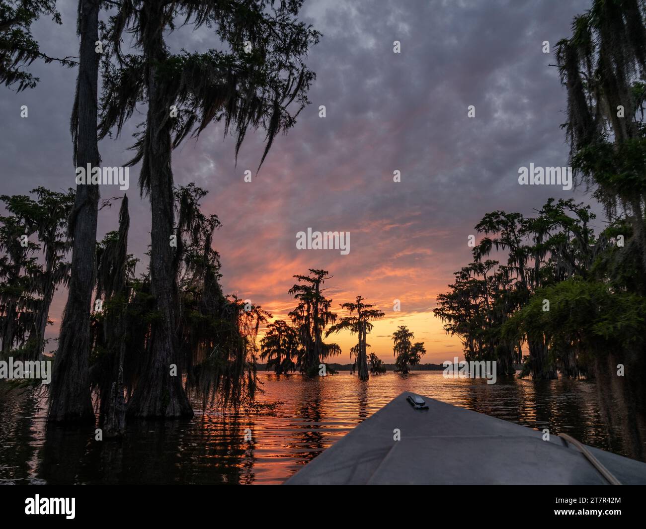 Bald cypress trees in Lake Martin, a Louisana bayou swamp with a boat ...