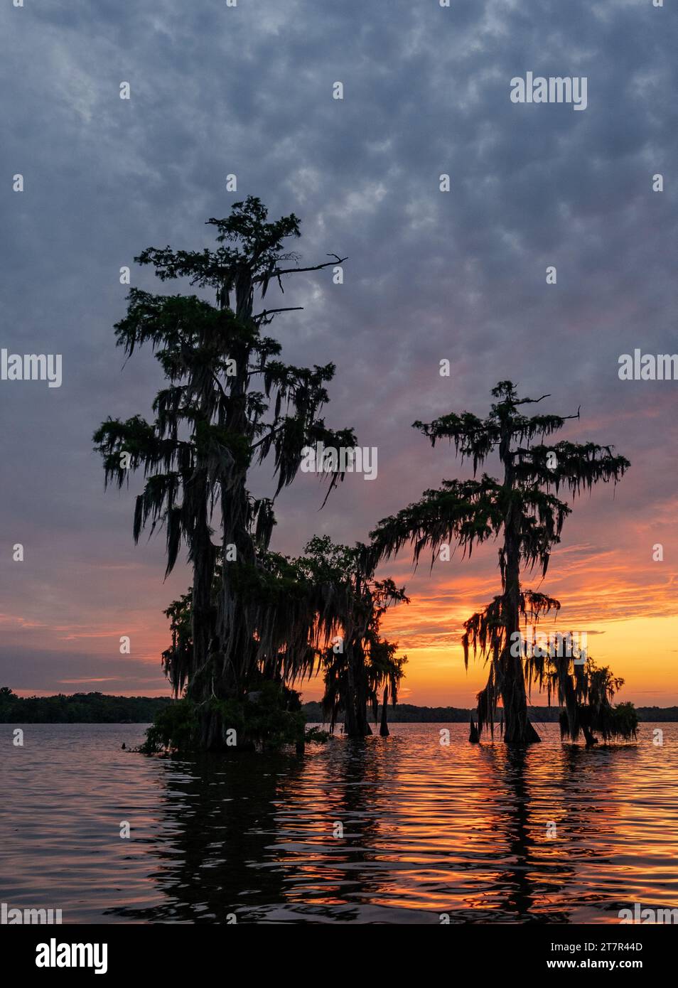 Bald cypress trees in Lake Martin, a Louisana bayou swamp. Photographed ...