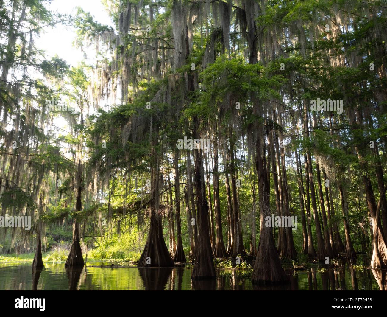 Forest of bald cypress trees submerged in Lake Martin, a bayou swamp ...