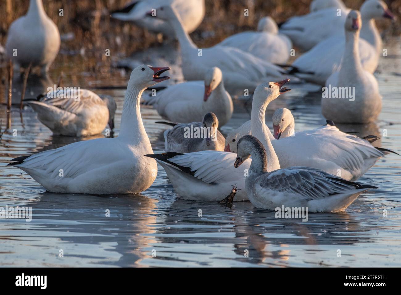 Snow geese, Anser caerulescens, on the water in a marsh in Sacramento ...