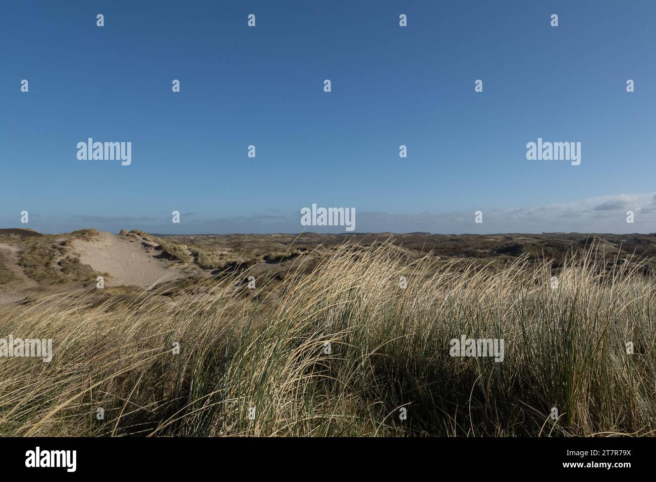 Marram grass (Ammophila arenaria) in front of a dune landscape in the ...