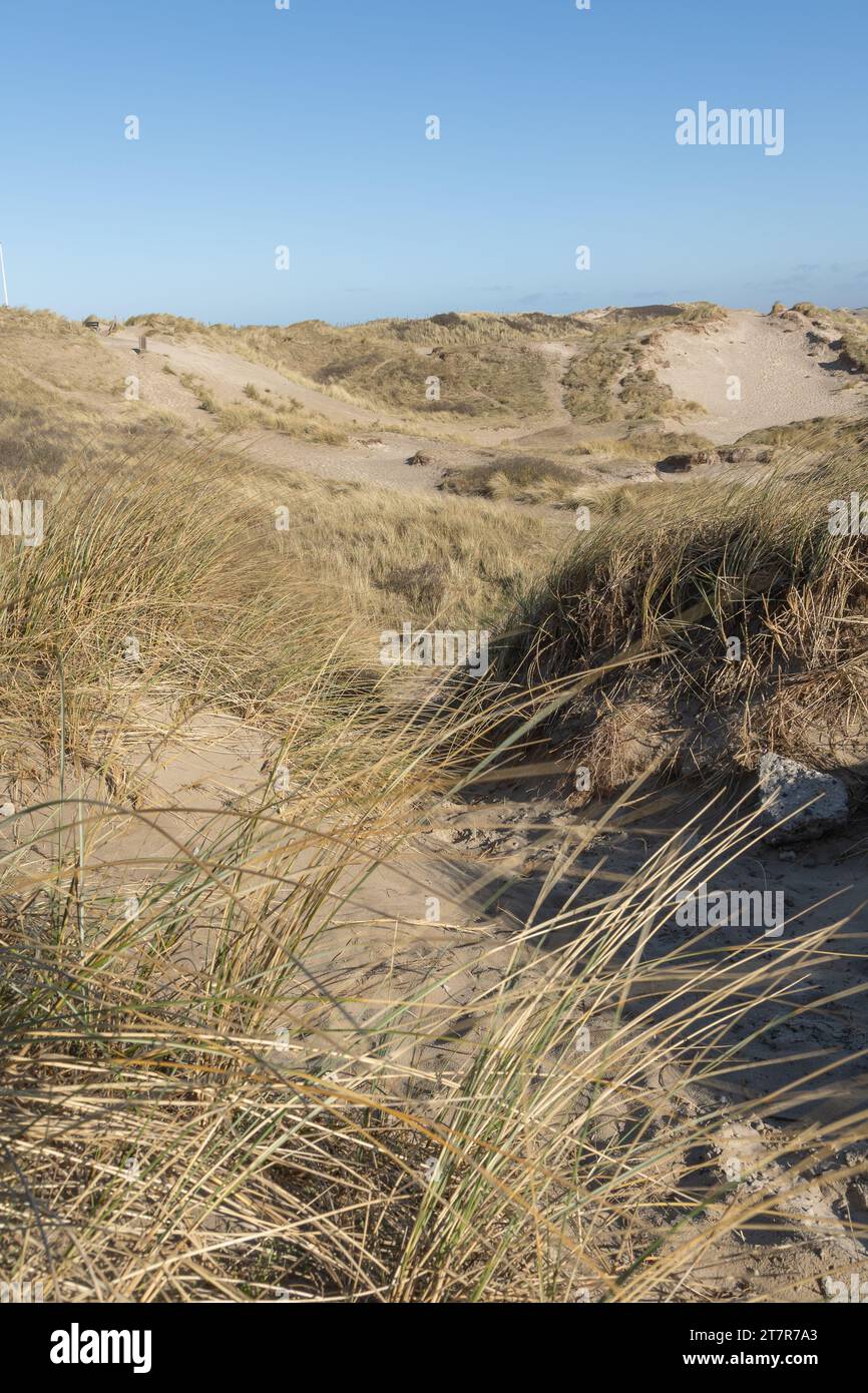 Marram grass (Ammophila arenaria) in front of a dune landscape in the ...