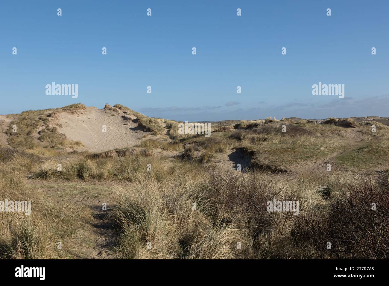 Marram grass (Ammophila arenaria) in front of a dune landscape in the ...