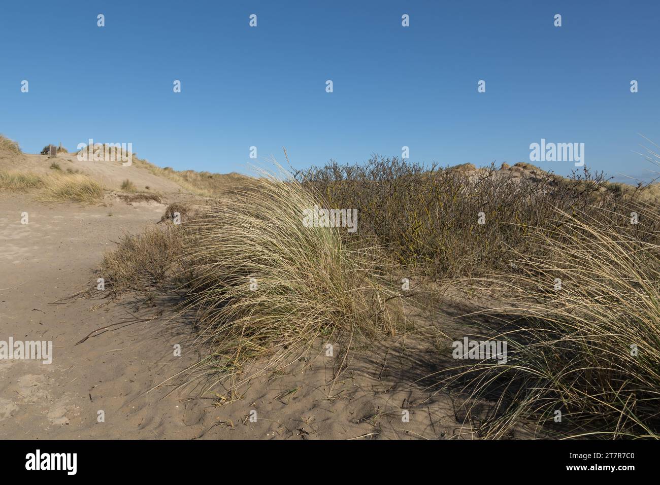 Marram grass (Ammophila arenaria) in front of a dune landscape in the ...