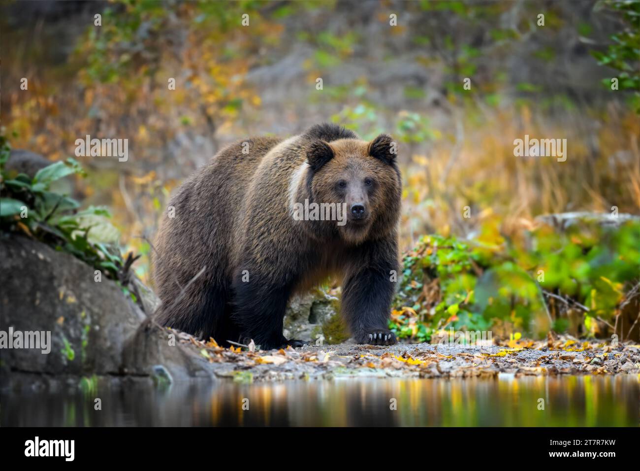 Brown bear in autumn forest. Animal in nature habitat. Big mammal ...