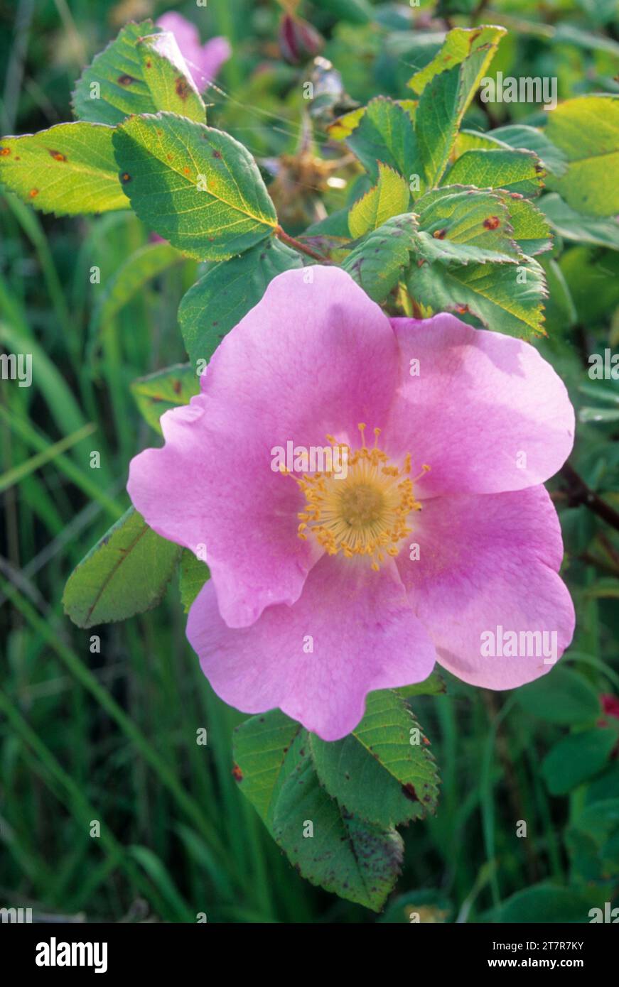 Rose ridge hi-res stock photography and images - Alamy