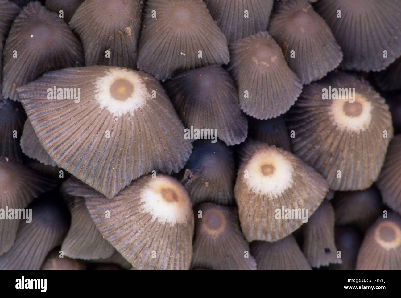 Mushrooms, Willamette Mission State Park, Oregon Stock Photo - Alamy