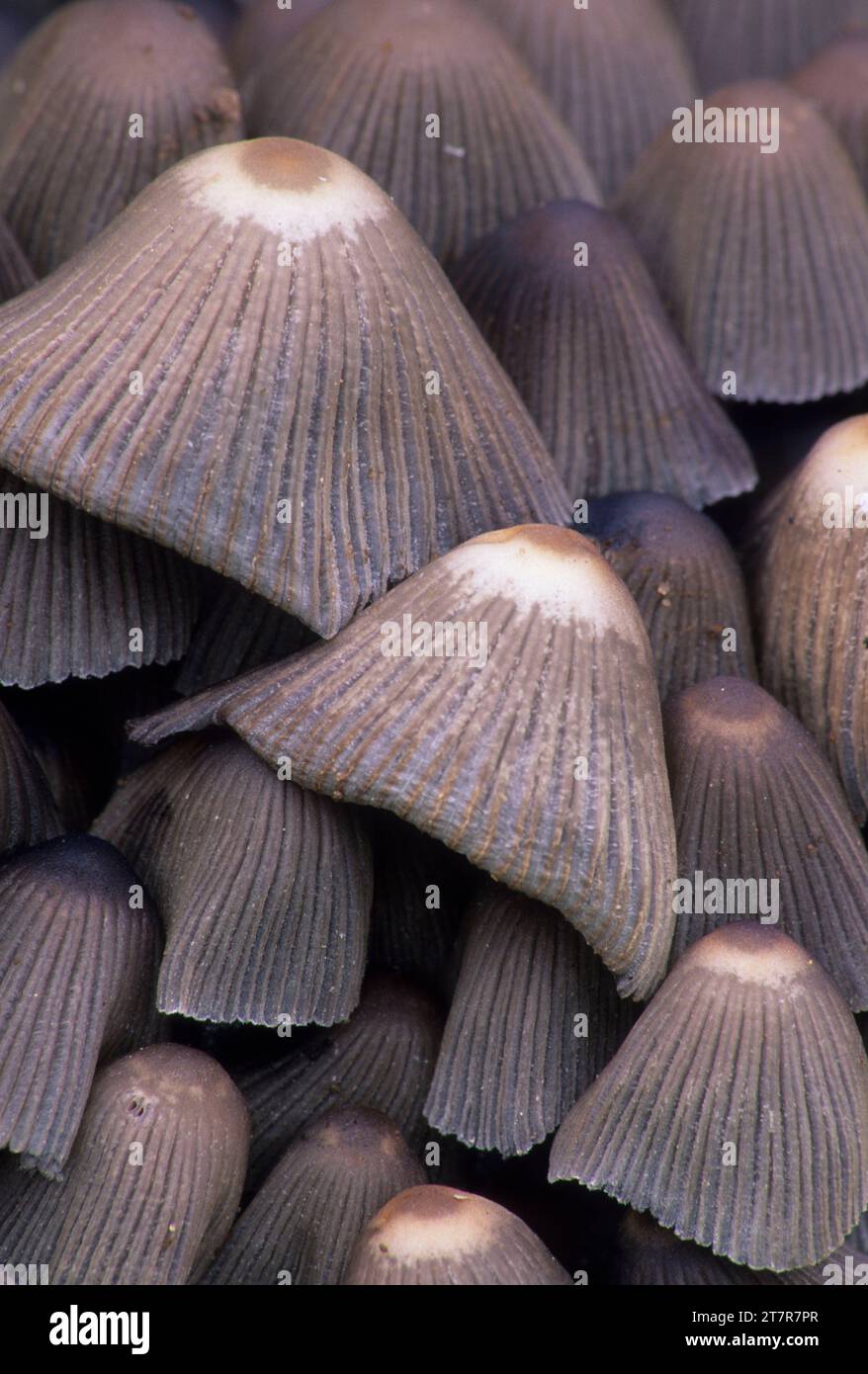 Mushrooms, Willamette Mission State Park, Oregon Stock Photo - Alamy