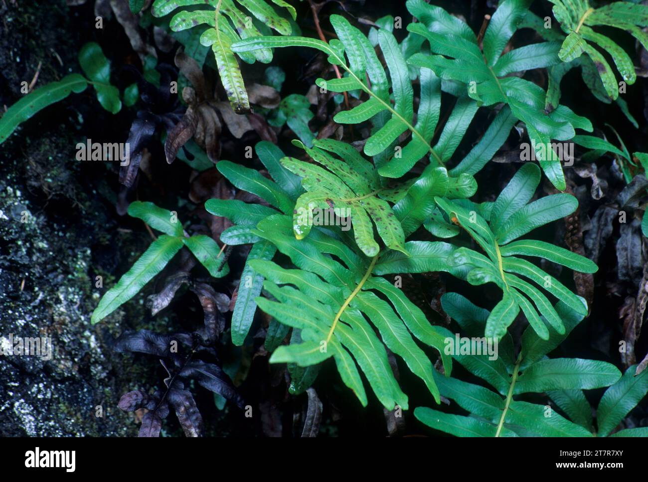 Ferns growing on tree along Sutton Trail, Siuslaw National Forest ...