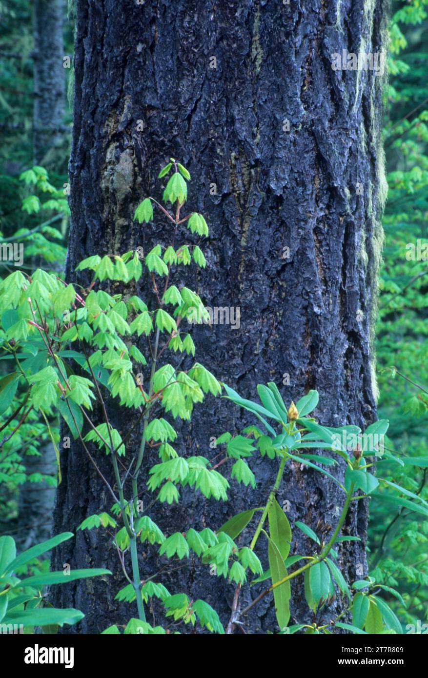 Douglas fir and vine maple along Parrish Lake Trail, Willamette ...