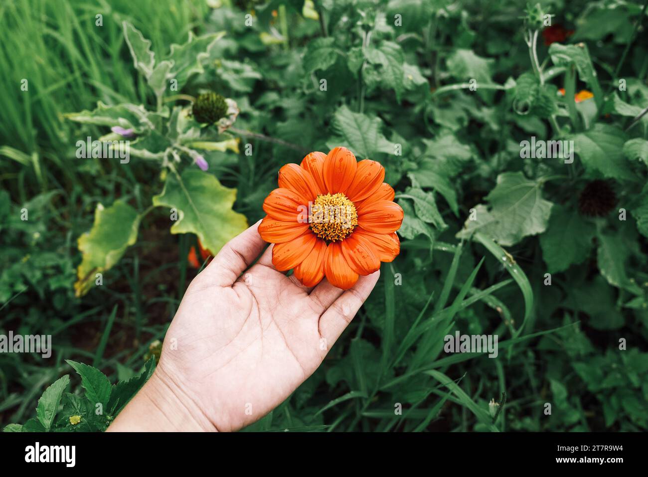 Hand holding small white flowers hi-res stock photography and images ...