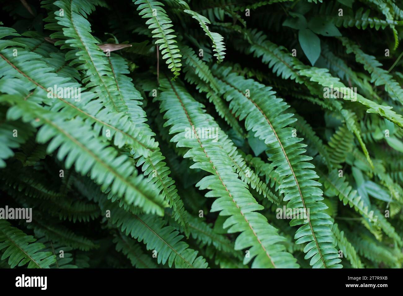 Background made with green fern leaves. Natural fern pattern. Macro ...