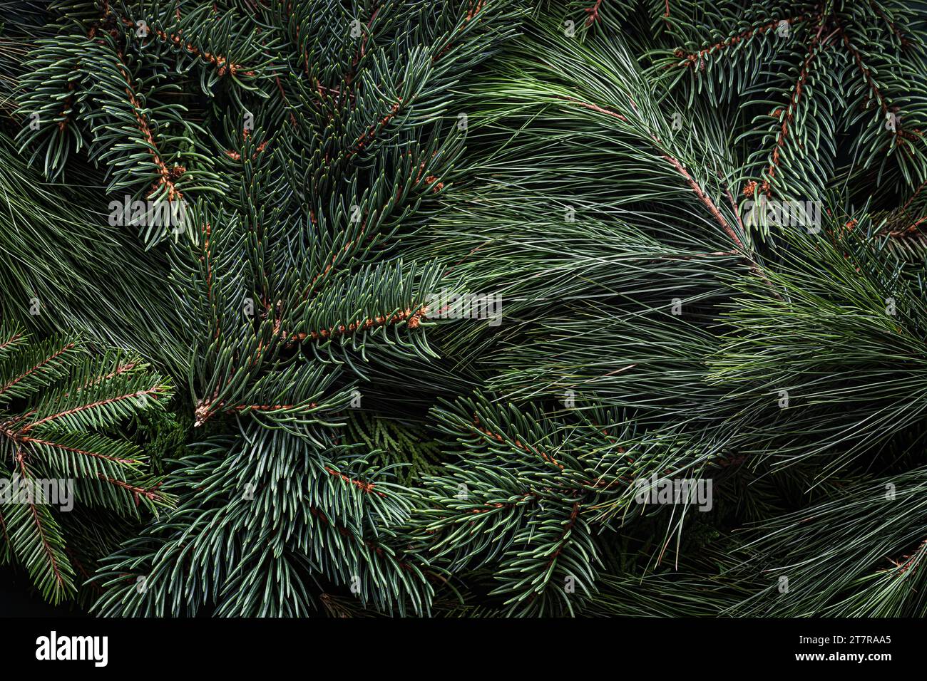 Miscellaneous evergreen branches texture background Stock Photo - Alamy
