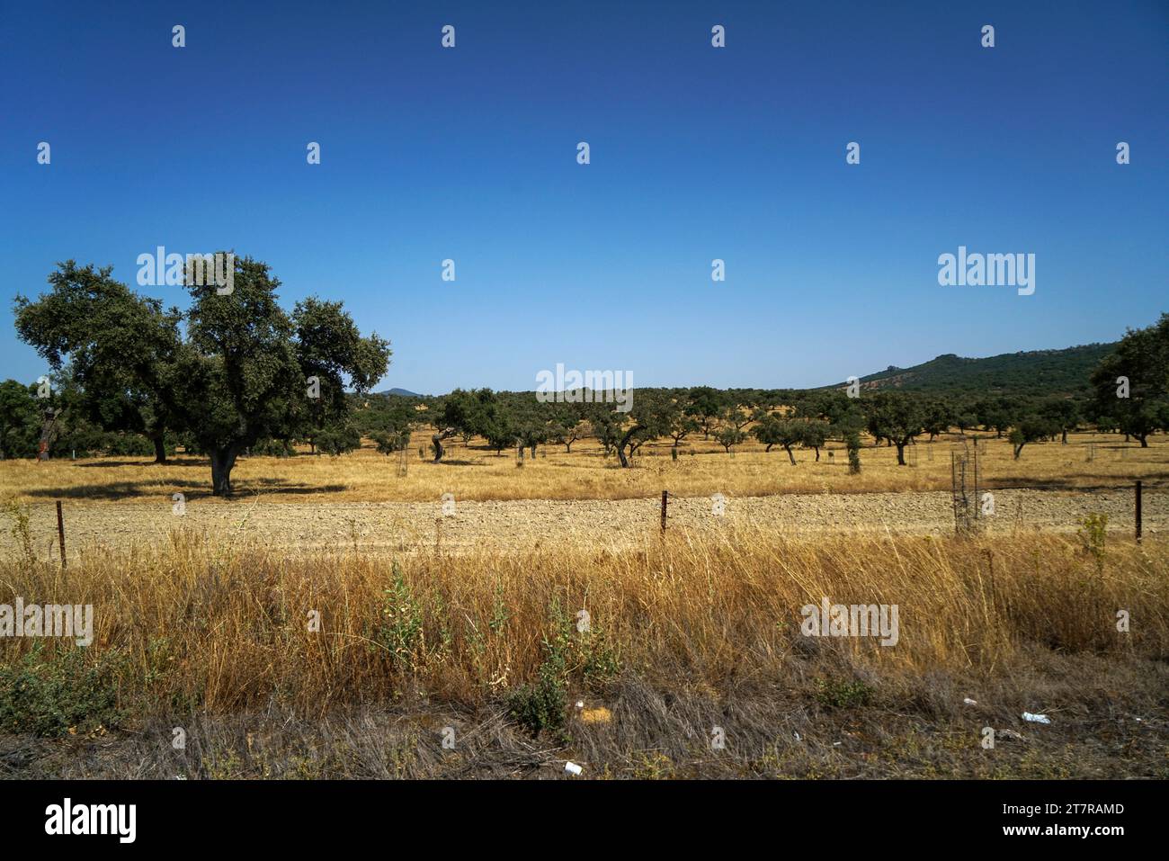 Dry landscape in Spain with large pastures for cattle and agriculture ...