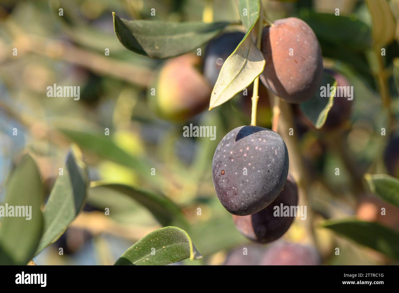 Cyprus olive grove branch hi-res stock photography and images - Alamy