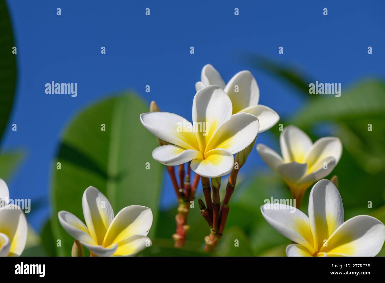 white plumeria flowers on the island of Cyprus 1 Stock Photo - Alamy