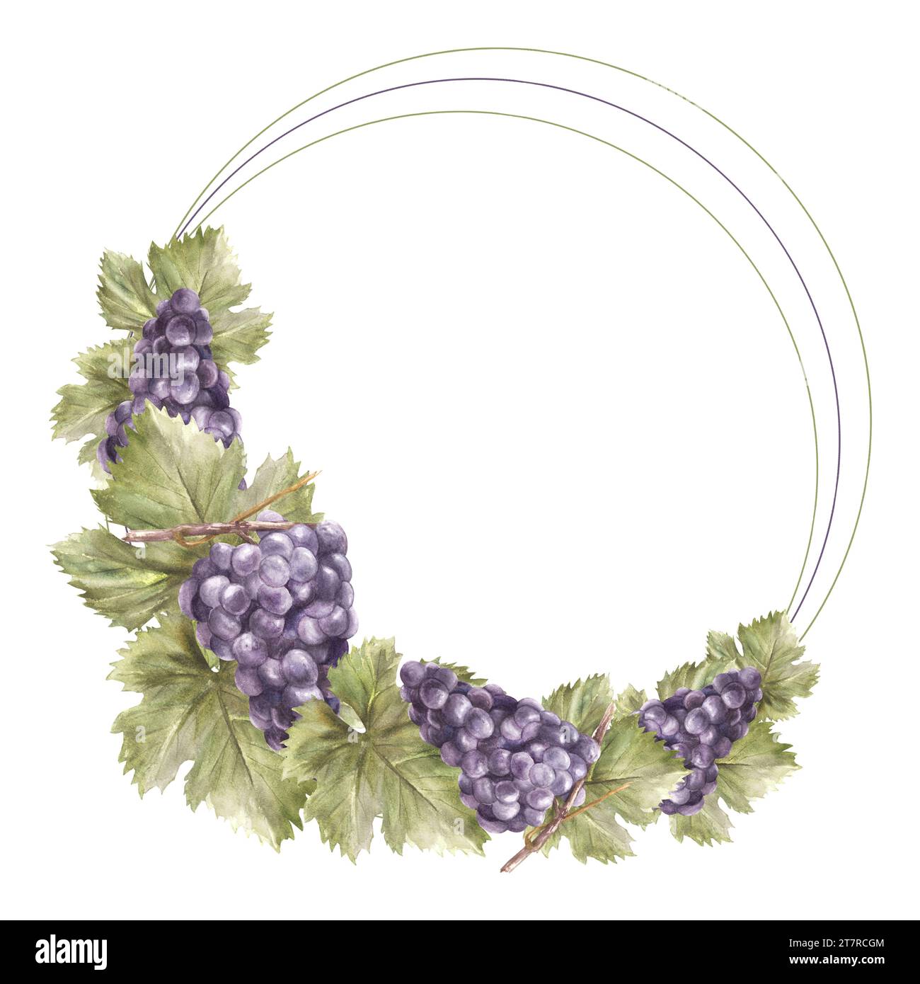 Watercolor wreath, round frame Bunch of blue grapes, leaves and grape ...