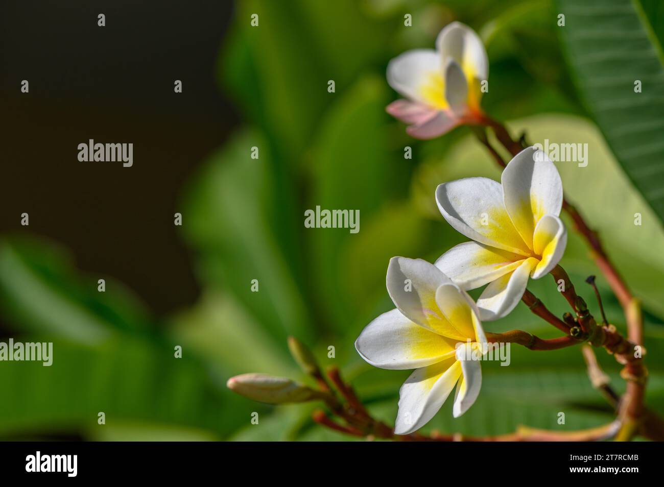 white plumeria flowers on the island of Cyprus 3 Stock Photo - Alamy