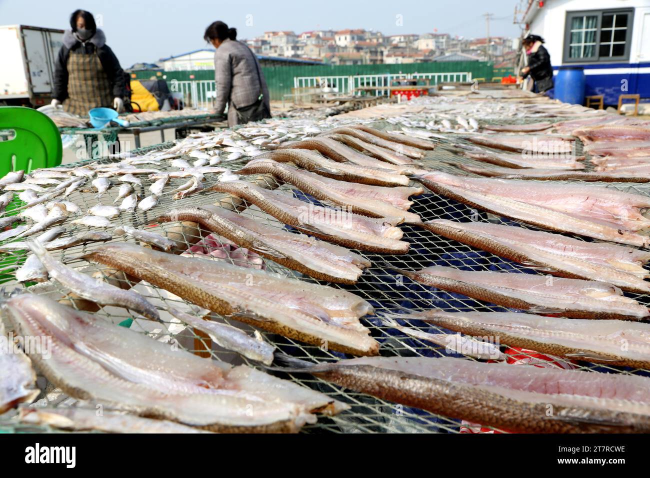 Fishermen process dried fish in Lianyungang City, east China's Jiangsu ...