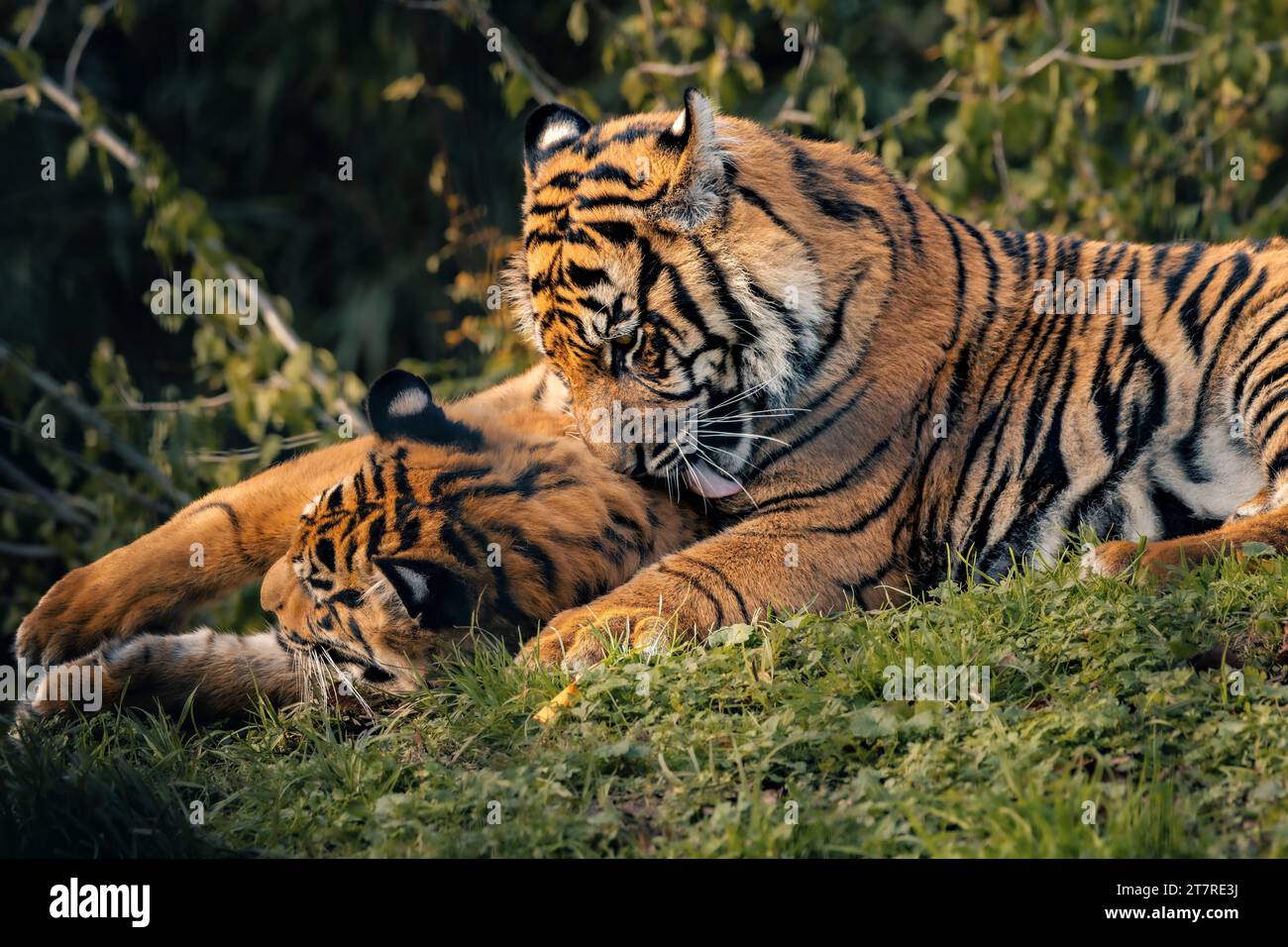 Playfully pawing hi-res stock photography and images - Alamy
