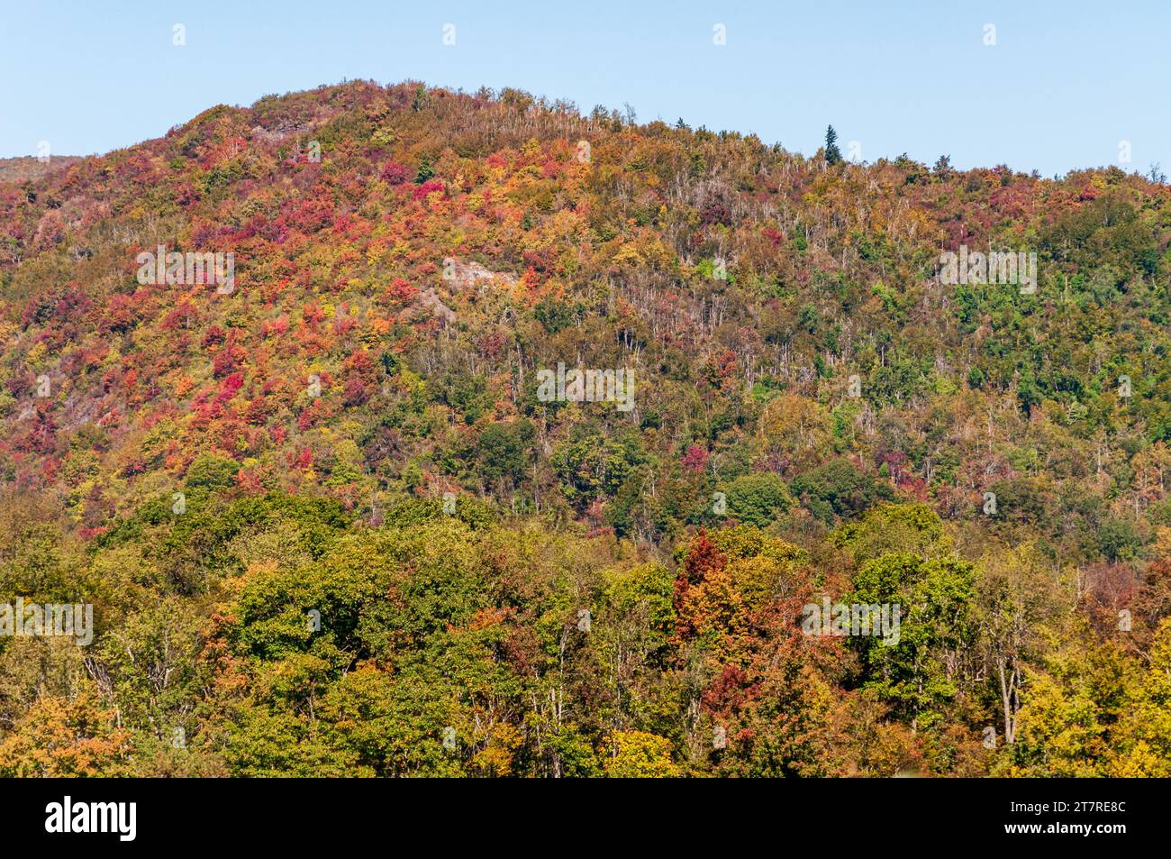 Fall Foliage at the Blue Ridge Parkway Stock Photo - Alamy