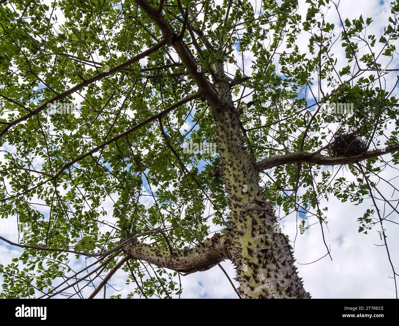 A lush green tree in a park setting, with many slender branches ...
