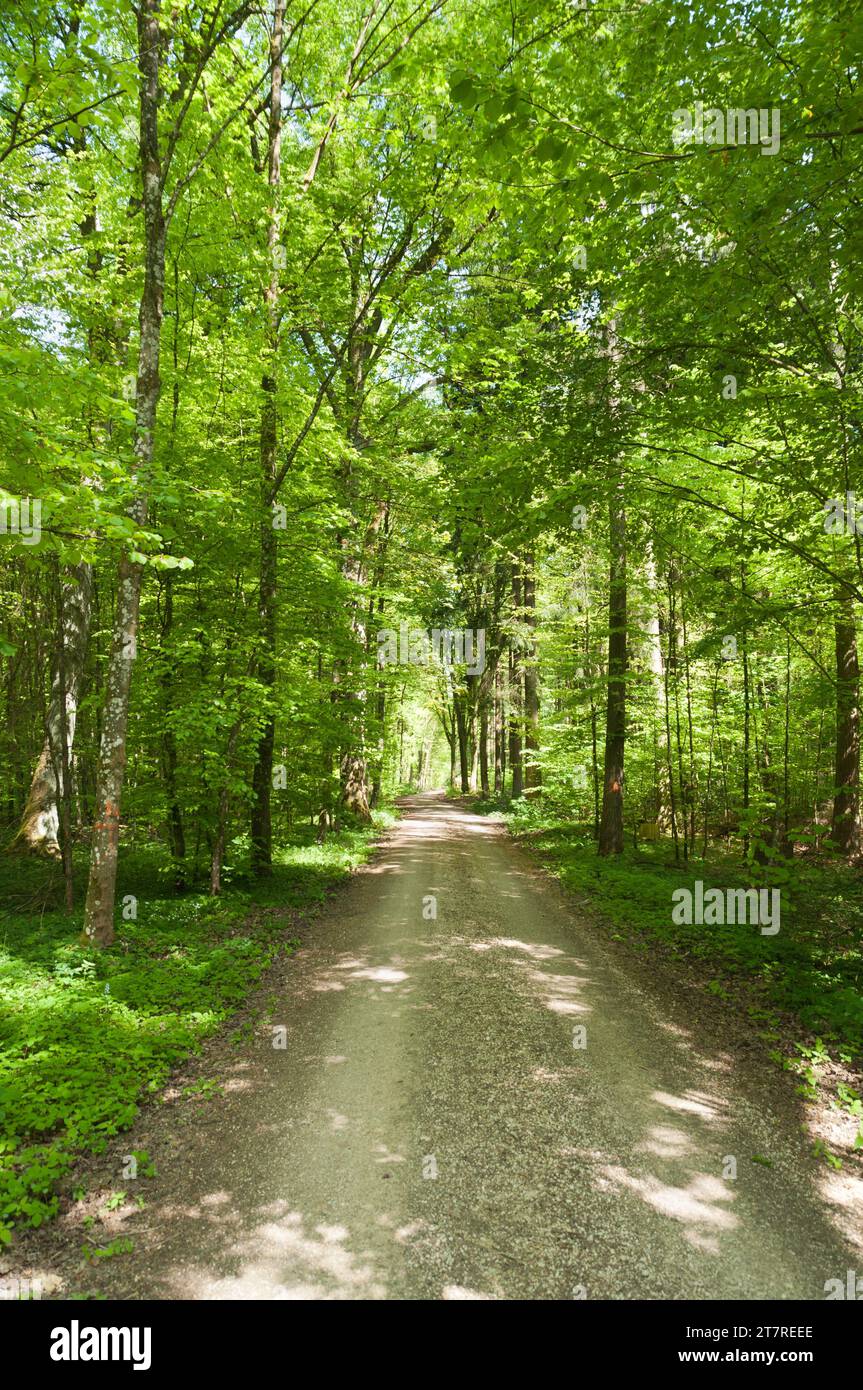 An idyllic dirt path winding through a lush wooded forest, surrounded by tall trees and lush ...