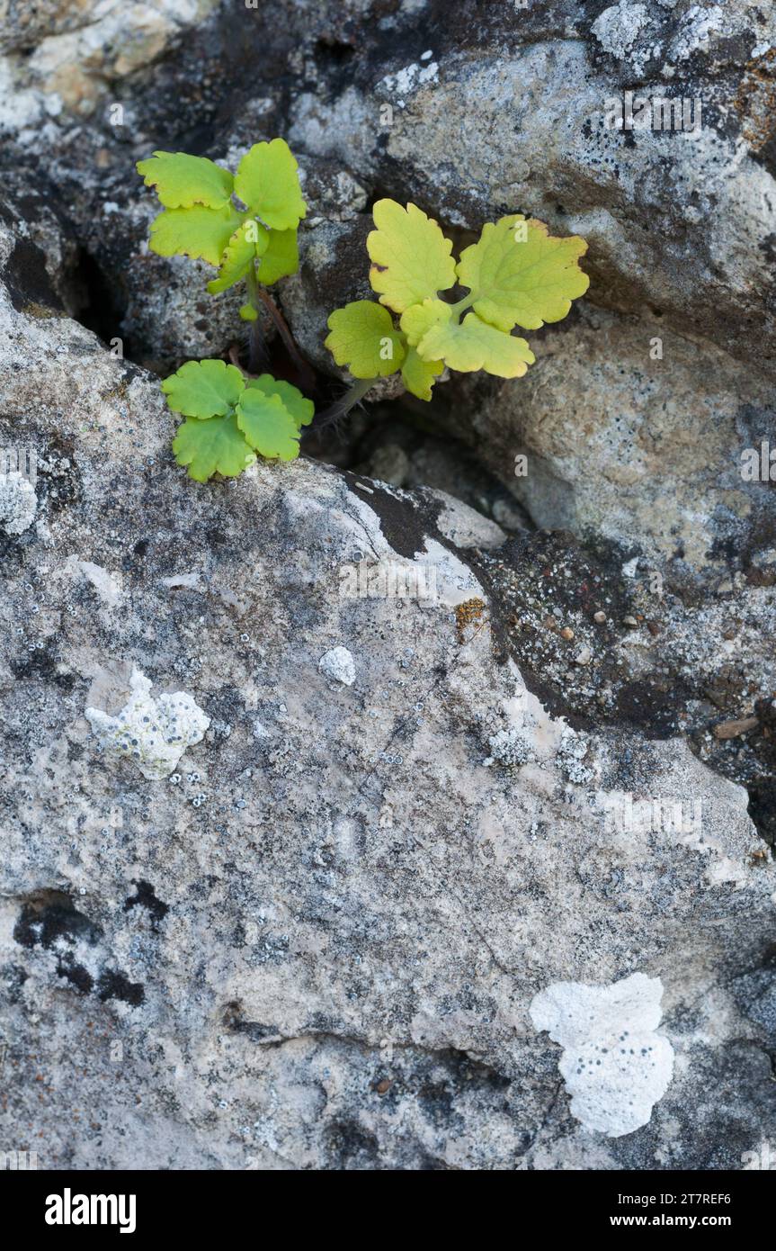 A vibrant, green plant growing amidst a grey, rocky environment Stock ...