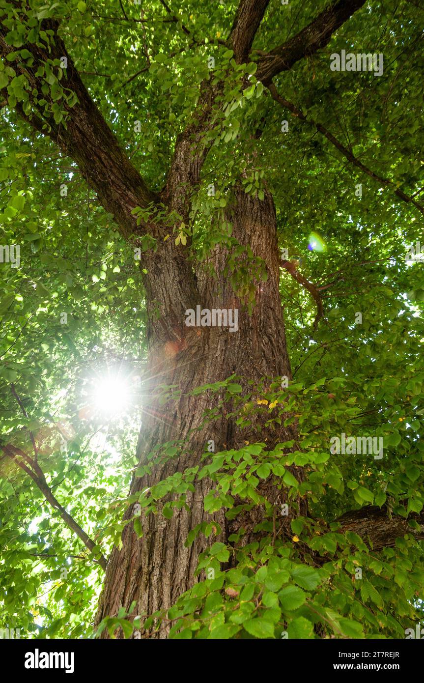 The sunlight is shining down on the branches of a majestic oak tree ...