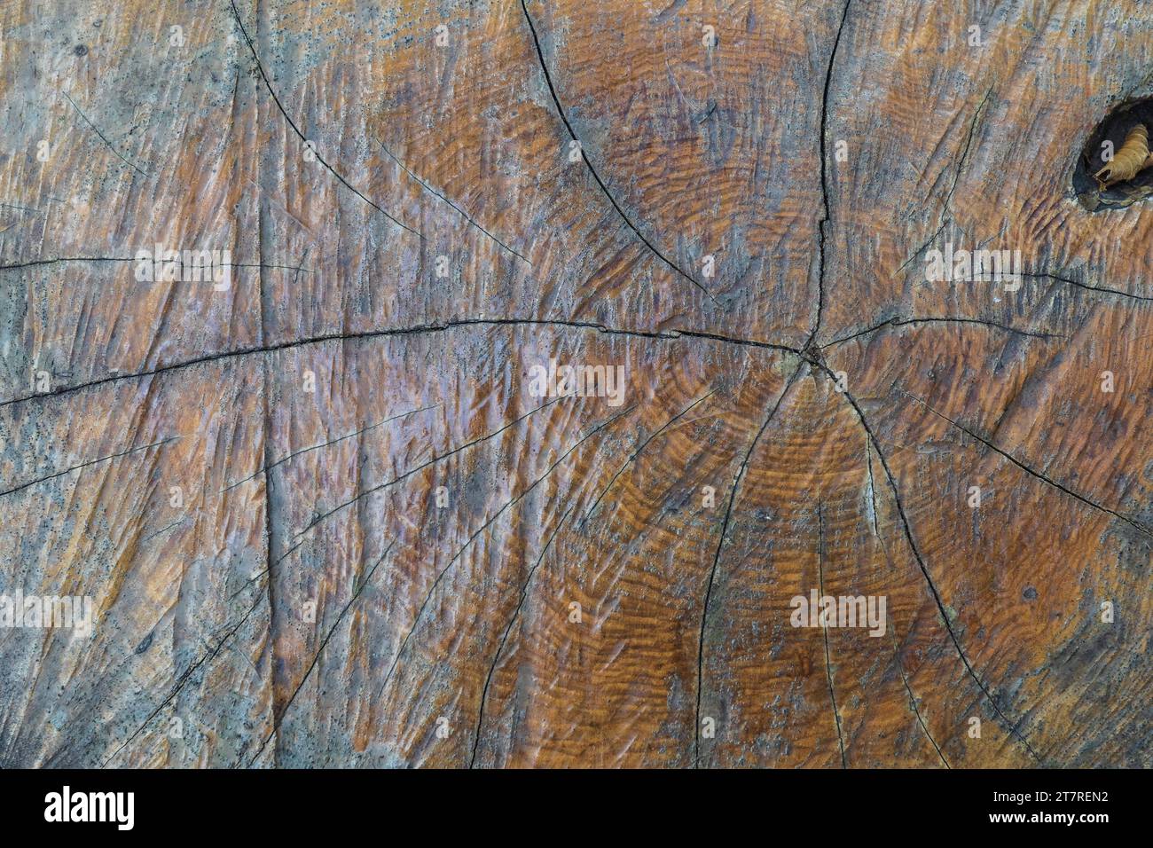 Varnished wood texture hi-res stock photography and images - Alamy