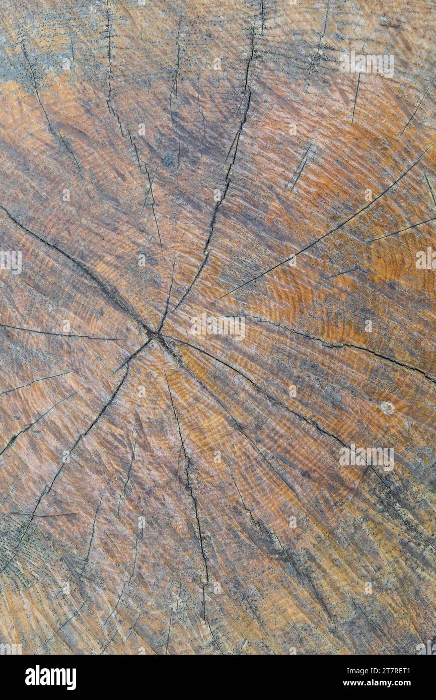 Varnished wood texture hi-res stock photography and images - Alamy