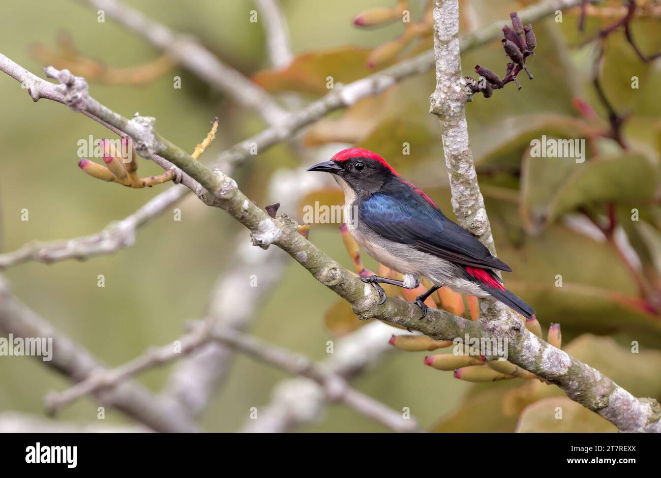 Scarlet-backed flowerpecker is a species of passerine bird in the ...