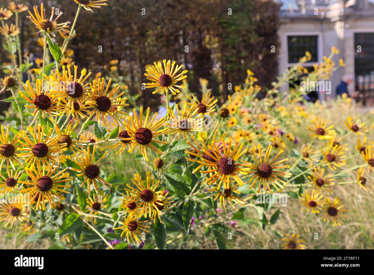 Rudbeckia Subtomentosa (Sweet coneflower). Cute yellow Sweet ...