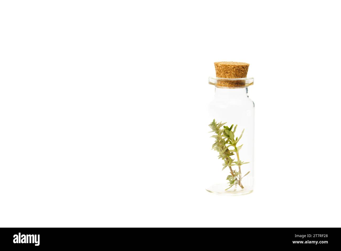 close-up of a glass jar with branches of fresh thyme isolated on a ...