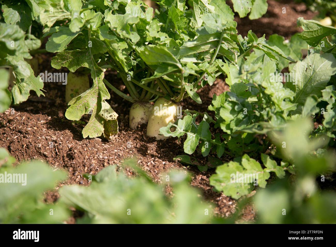 Indian turnip hi-res stock photography and images - Alamy