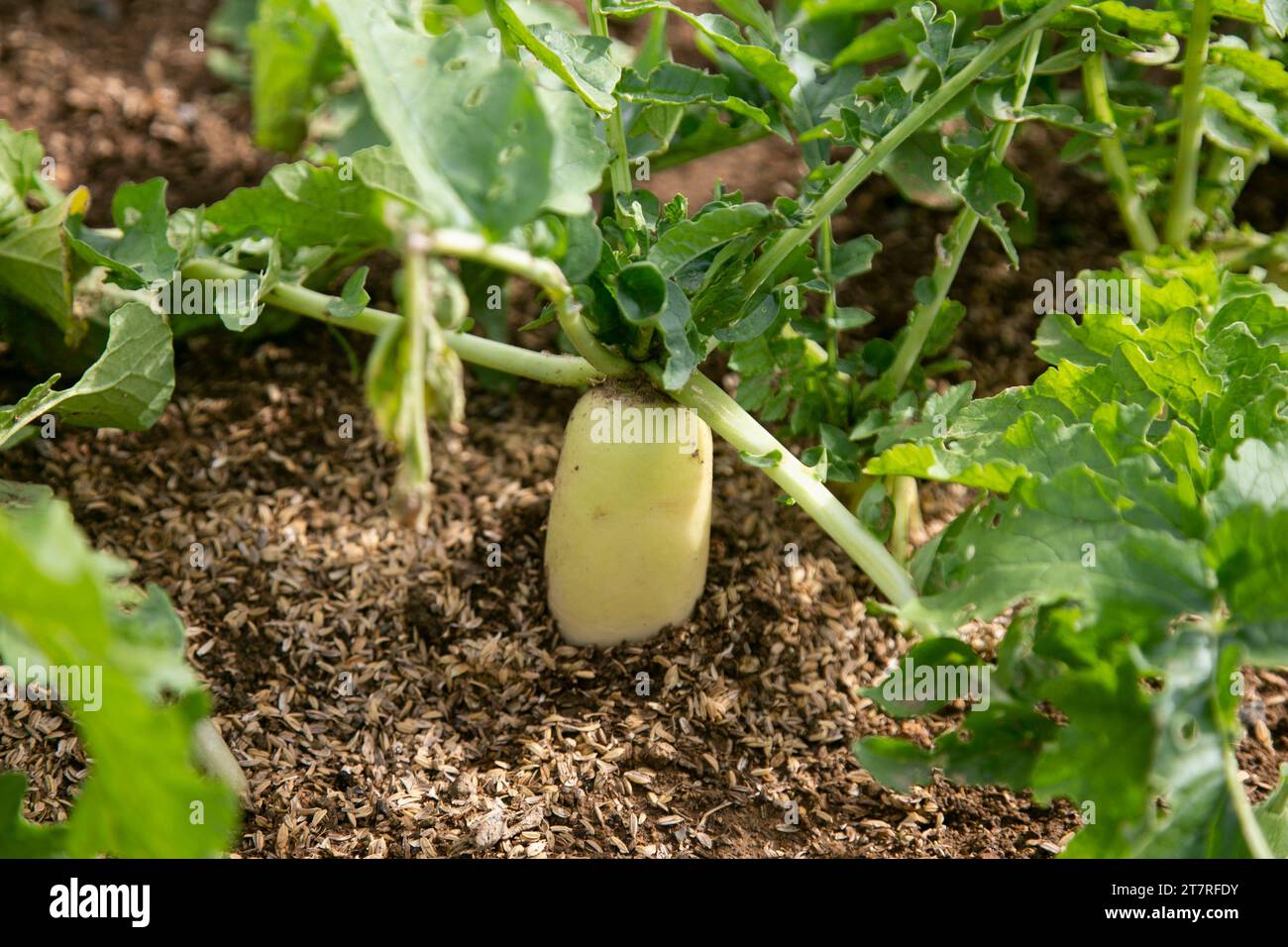 Japanese turnips in a garden on Sado Island in Niigata, Japan Stock ...