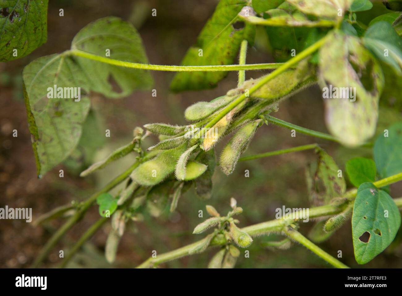 Edamame Japanese beans in a garden on Sado Island in Niigata, Japan ...