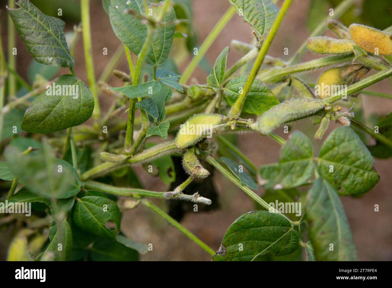 Edamame Japanese beans in a garden on Sado Island in Niigata, Japan ...