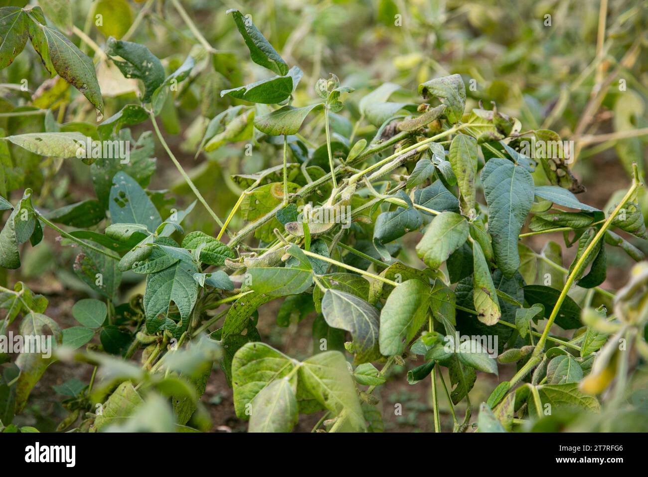 Edamame Japanese beans in a garden on Sado Island in Niigata, Japan ...