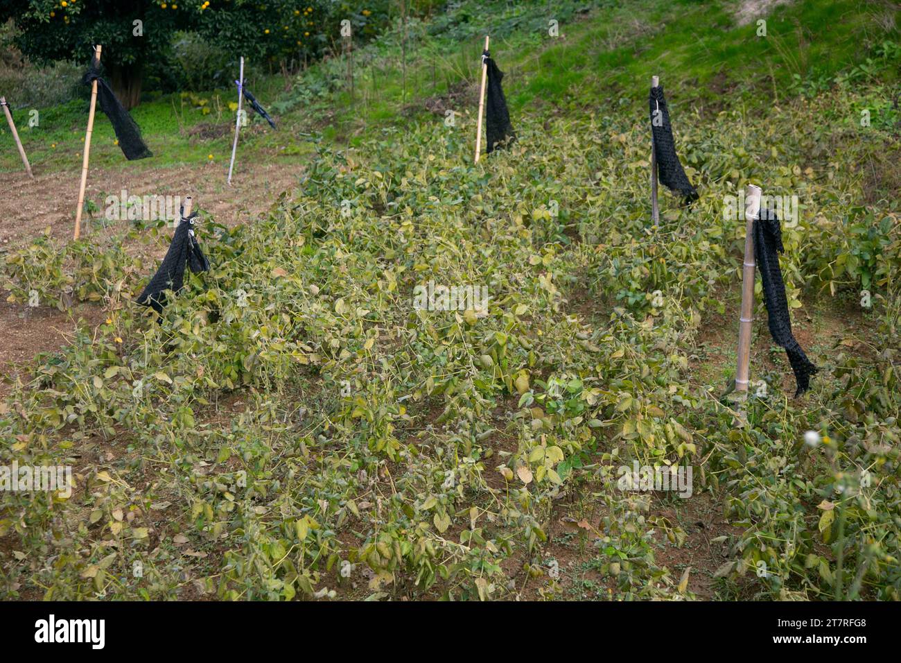 Edamame Japanese beans in a garden on Sado Island in Niigata, Japan ...