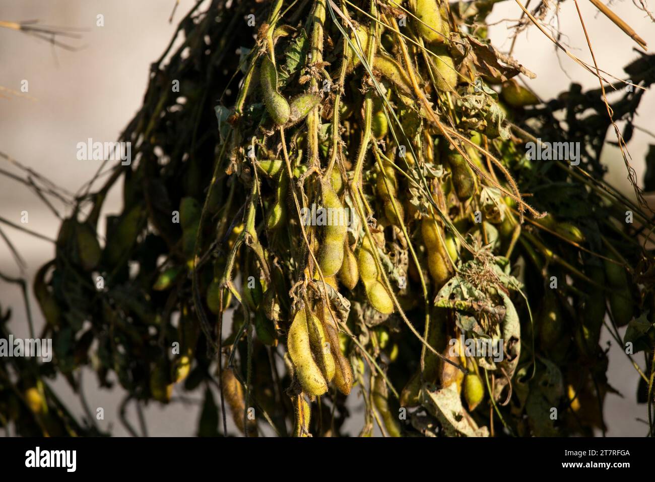 Edamame Japanese beans in a garden on Sado Island in Niigata, Japan ...