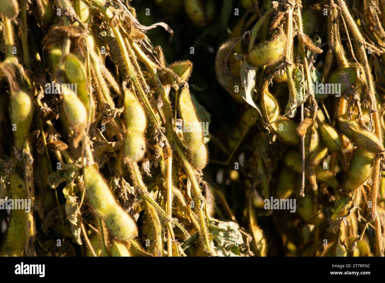 Edamame Japanese beans in a garden on Sado Island in Niigata, Japan ...
