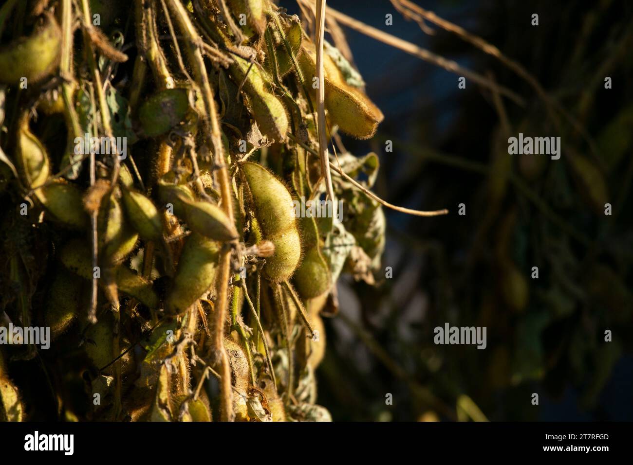 Edamame Japanese beans in a garden on Sado Island in Niigata, Japan ...