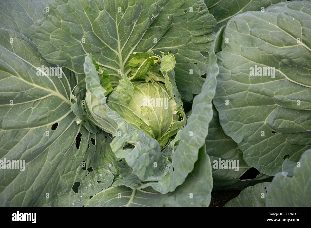 Japanese lettuce in a garden on Sado Island in Niigata, Japan Stock ...