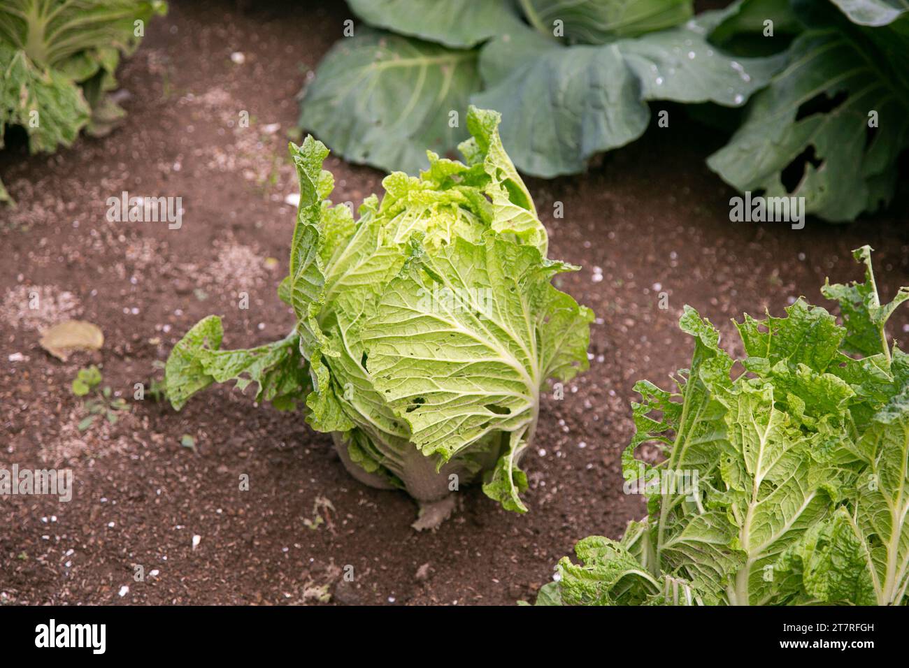 Japanese lettuce in a garden on Sado Island in Niigata, Japan Stock ...