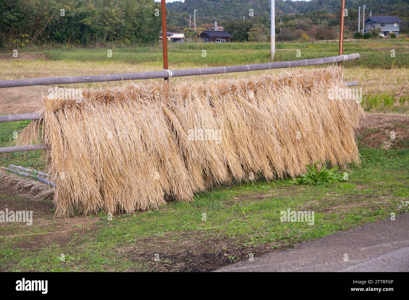 Rice straw hi-res stock photography and images - Alamy
