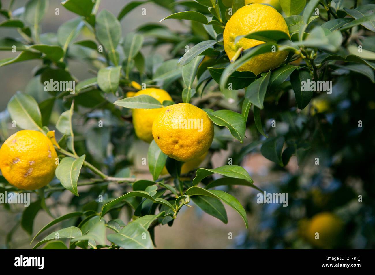 Mikan is a tangerine-like citrus fruit that is grown in warmer regions ...