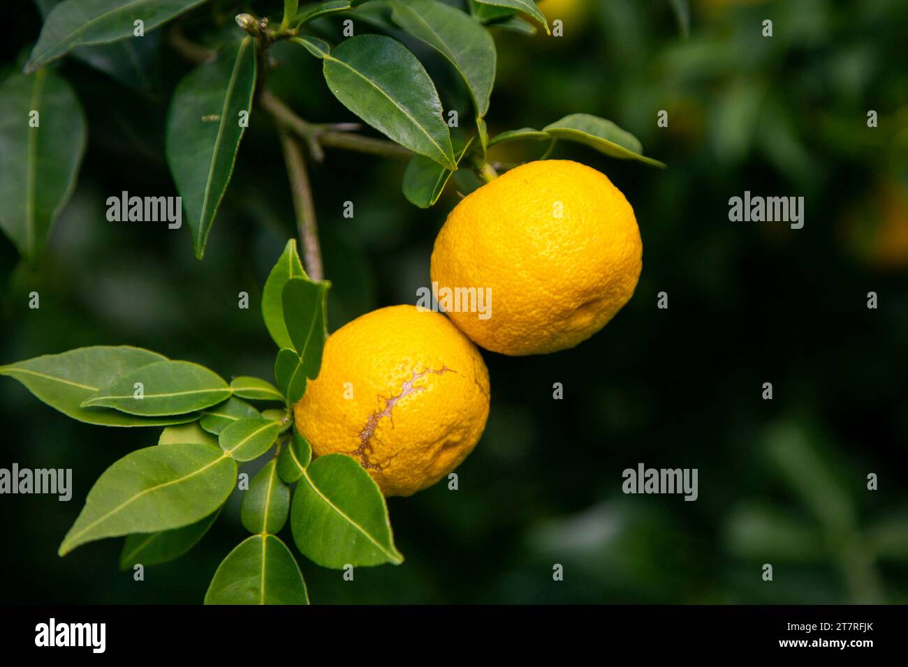 Mikan is a tangerine-like citrus fruit that is grown in warmer regions ...