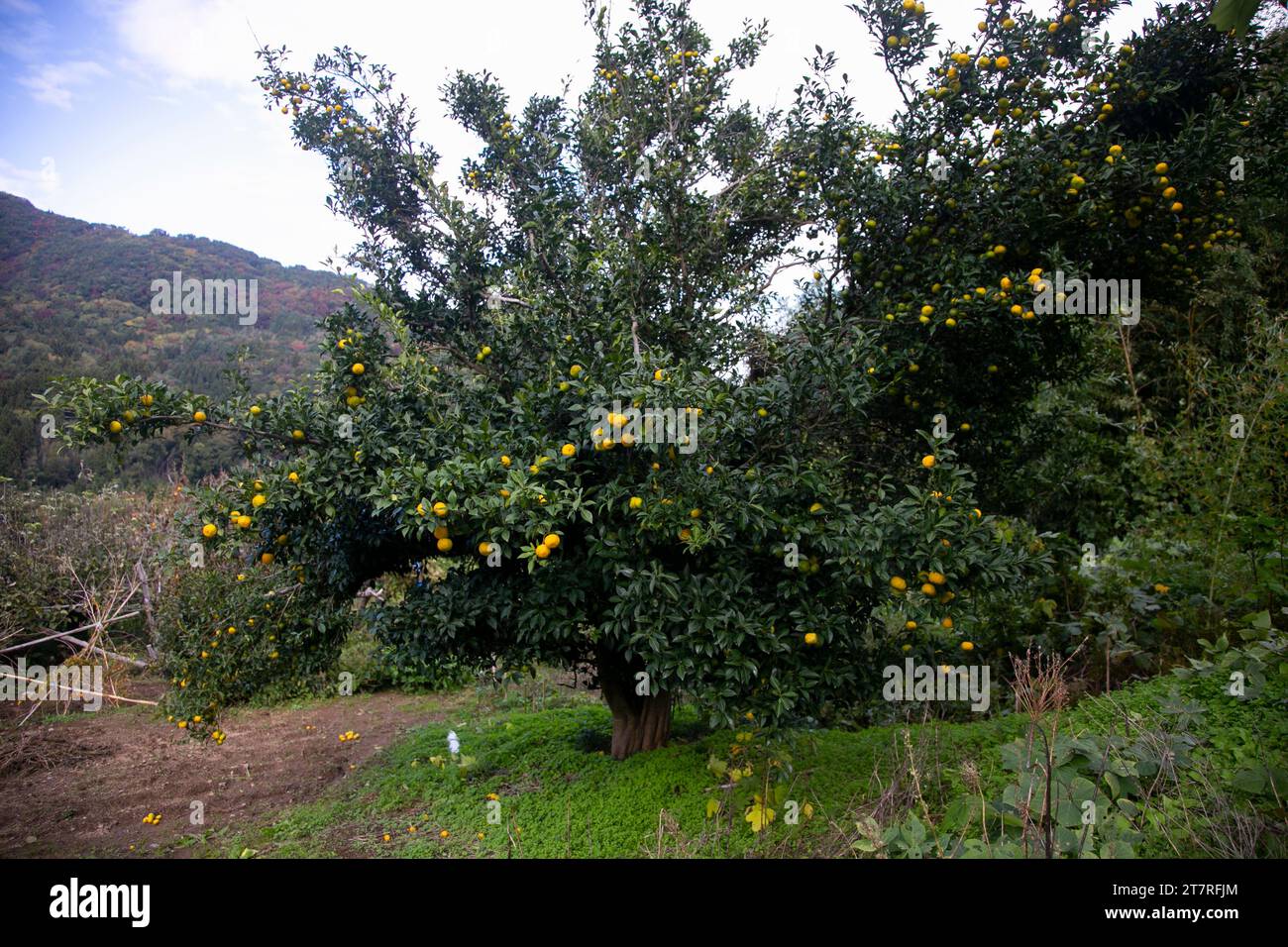 Mikan is a tangerine-like citrus fruit that is grown in warmer regions ...