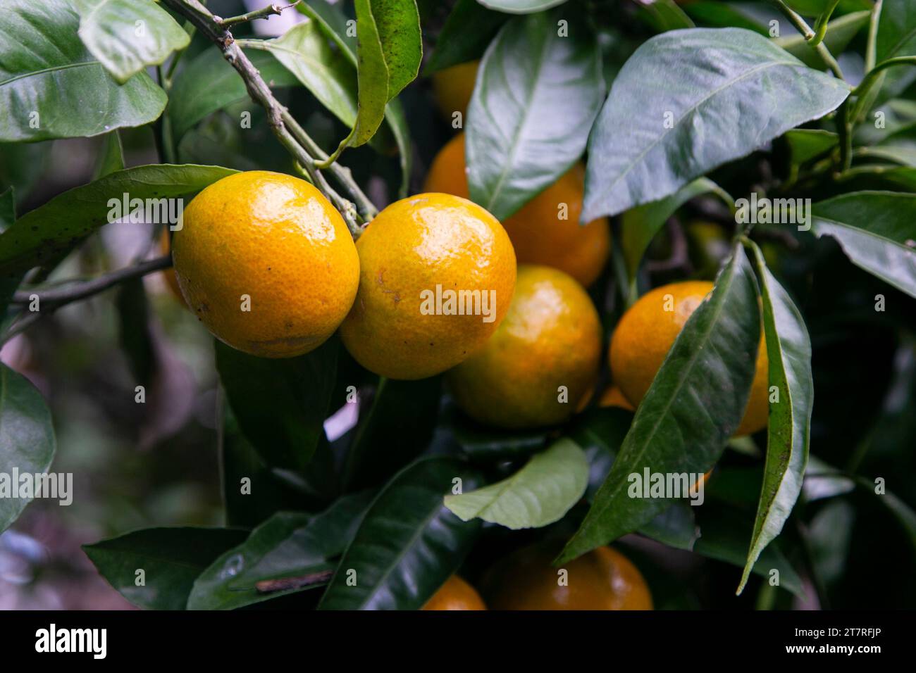 Mikan is a tangerine-like citrus fruit that is grown in warmer regions ...